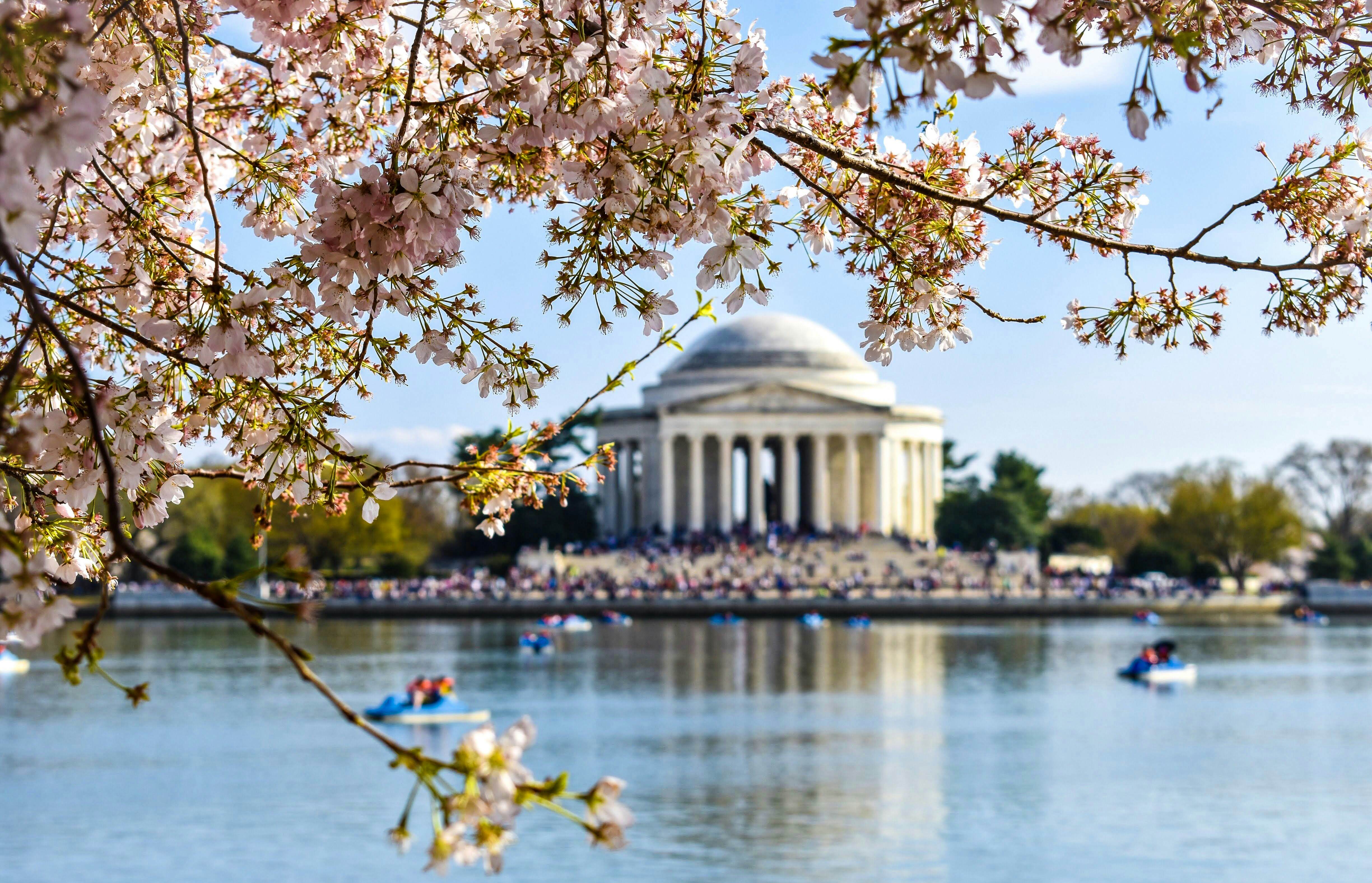 The top 10 places to see cherry blossoms in the US - Lonely Planet