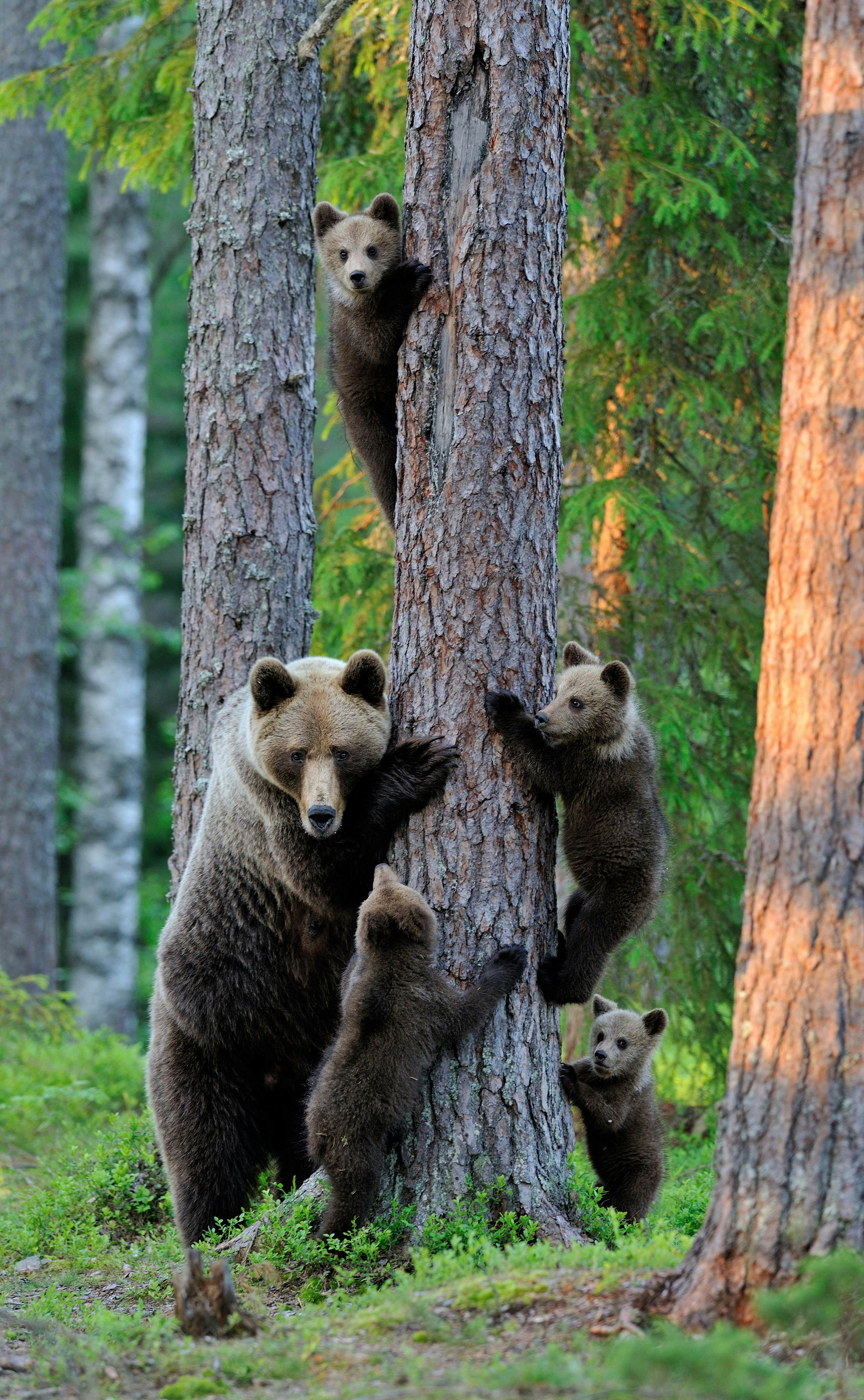 Reindeer, bears and elusive seals: Finland’s finest wildlife ...