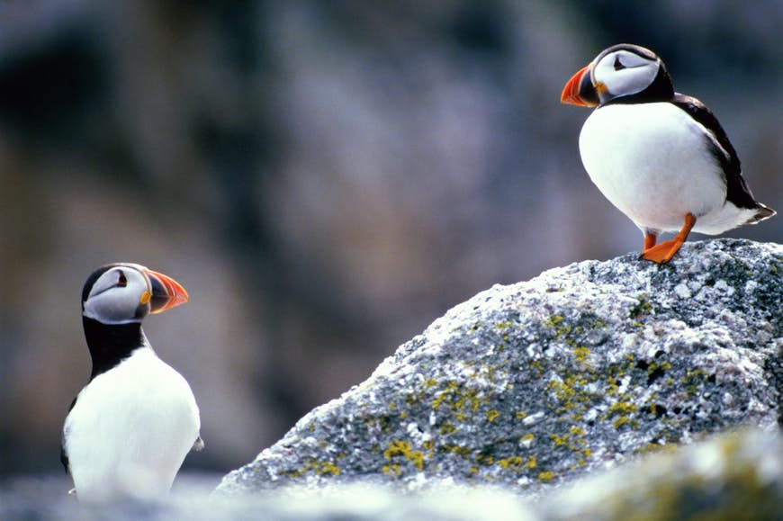 Sustainability, ecotourism and conservation on Lundy Island - Lonely Planet