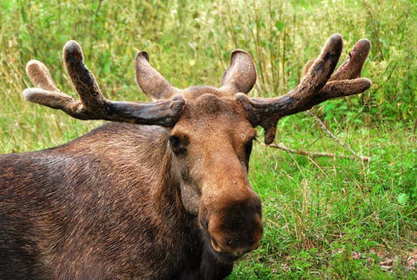 Danish welcome elk back after 5000 year gap - Lonely Planet