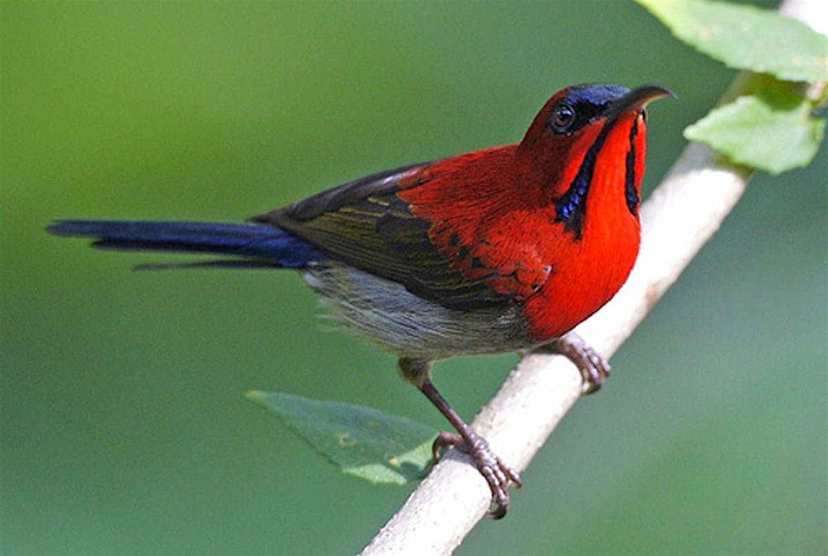 Singapore makes it official - crimson sunbird is national bird - Lonely ...