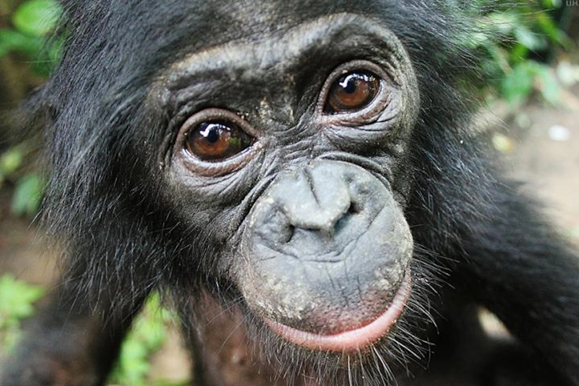 Bonobo Primate