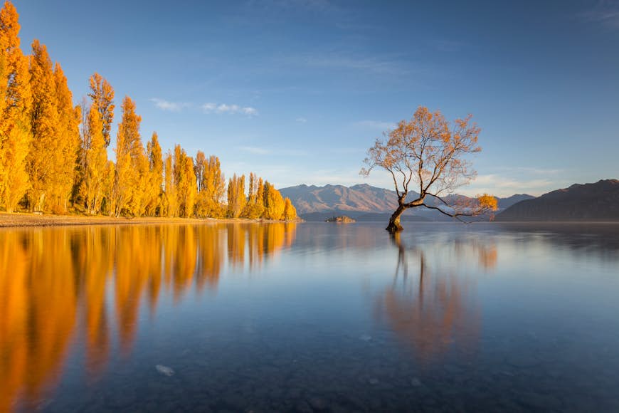 How you can help protect New Zealand’s most famous tree - Lonely Planet