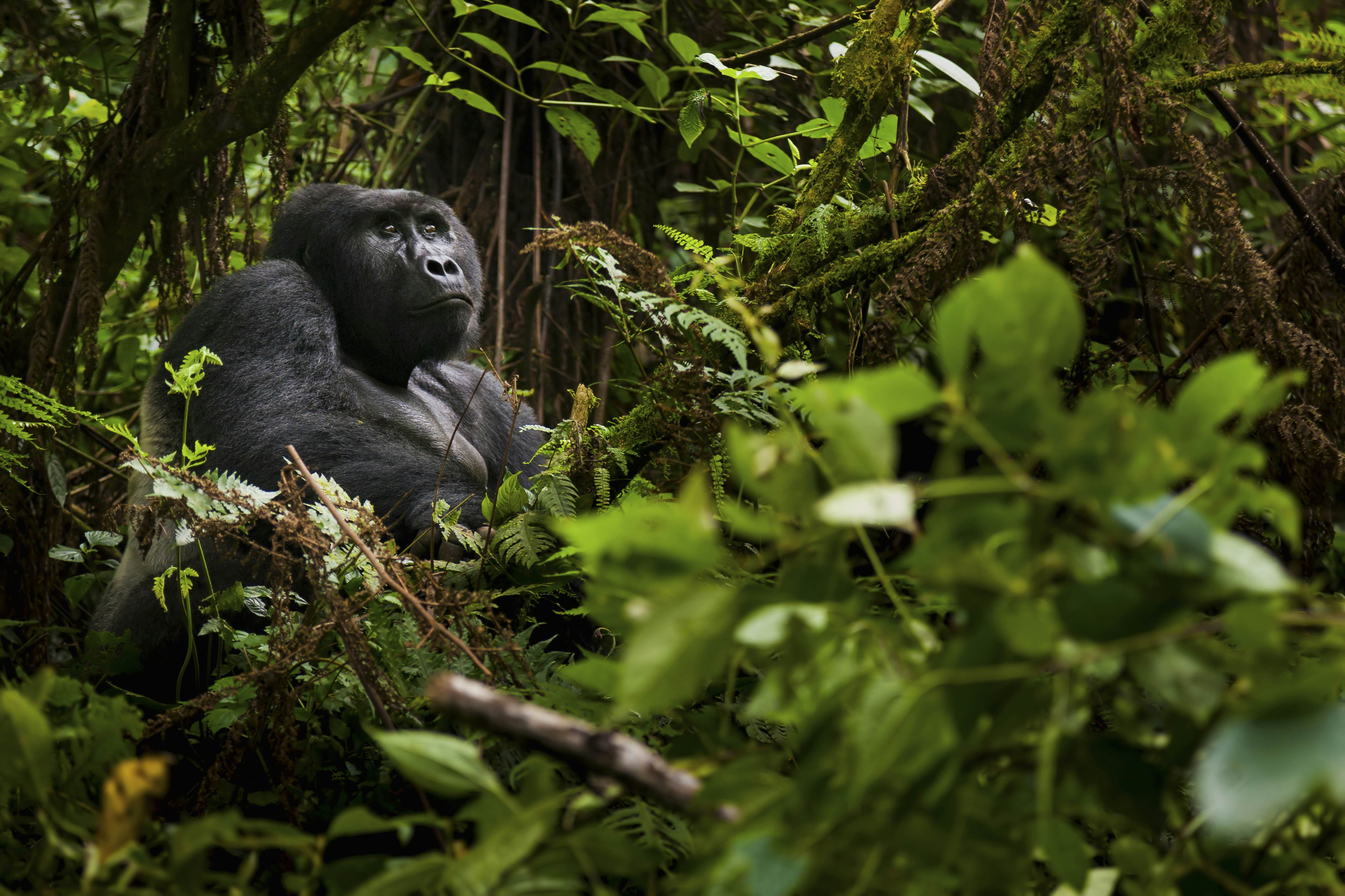 A first-time guide to Rwanda - Lonely Planet